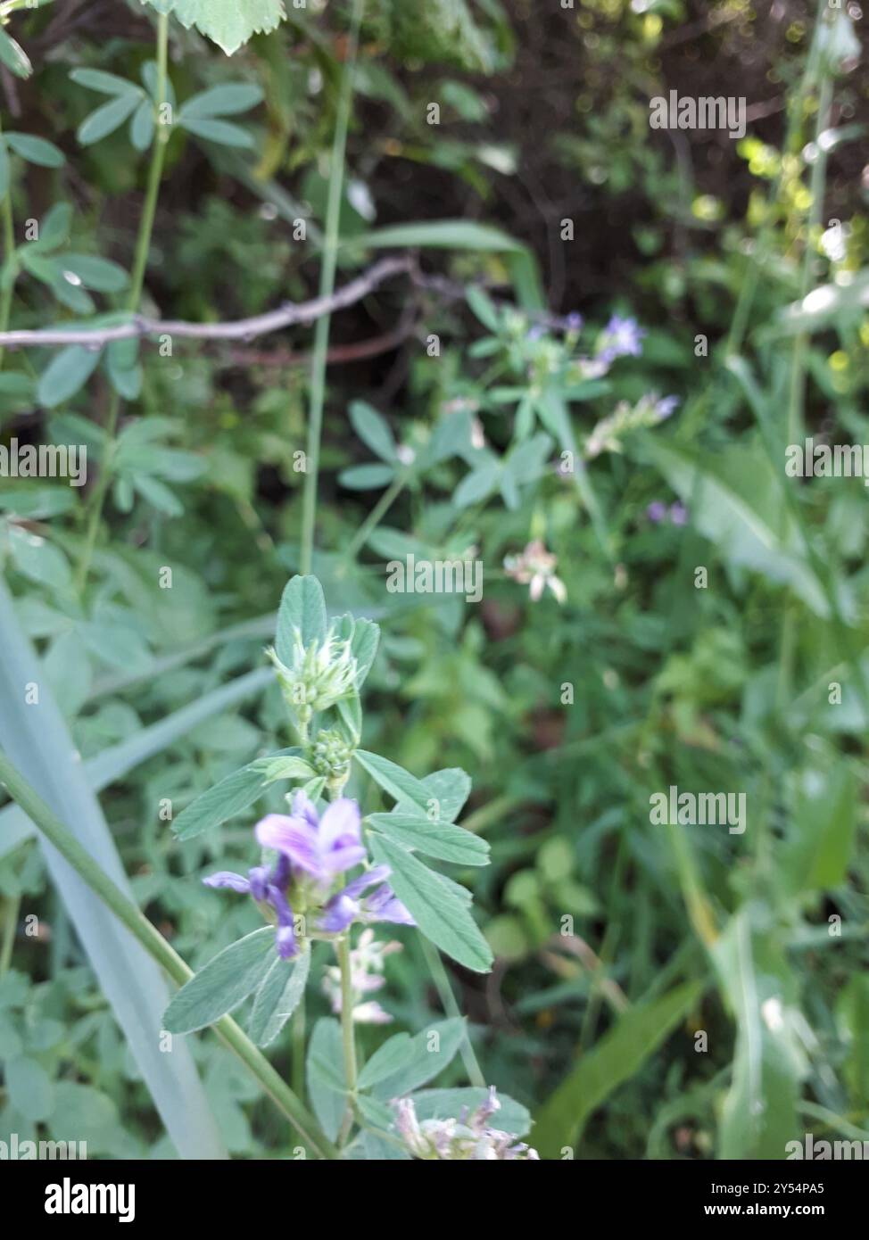 Alfalfa (Medicago sativa) Plantae Stock Photo - Alamy