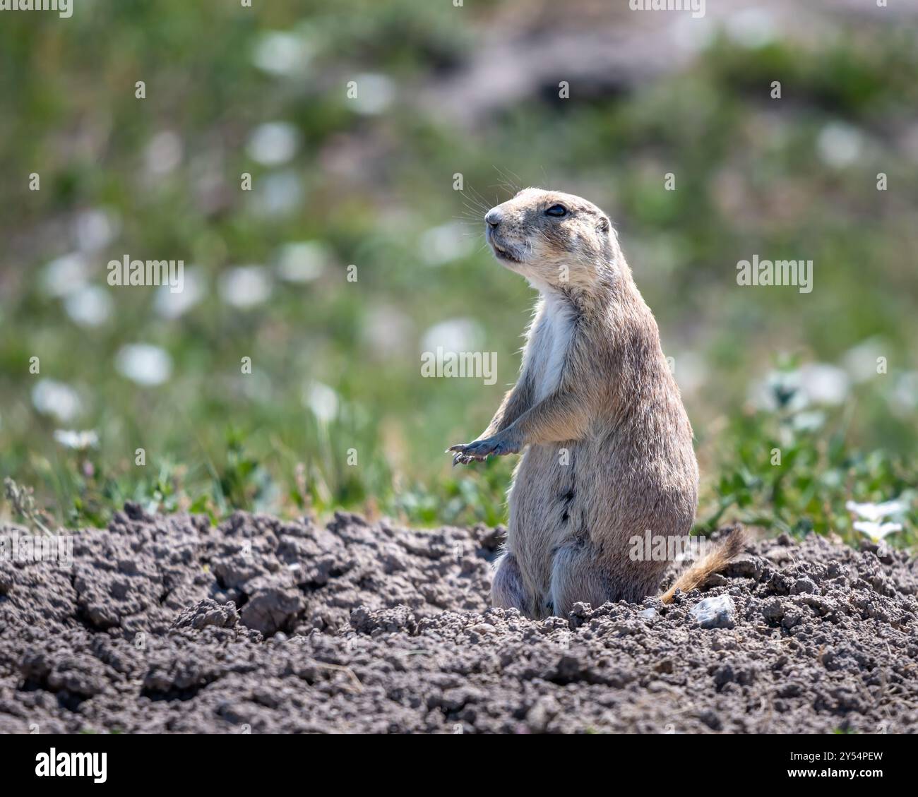 Prairie Dog on hind legs, in Badlands National Park, near Rapid City ...