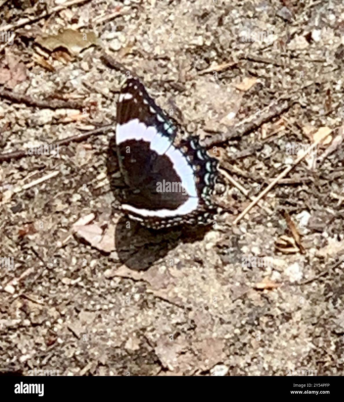 American White Admiral (Limenitis arthemis arthemis) Insecta Stock ...