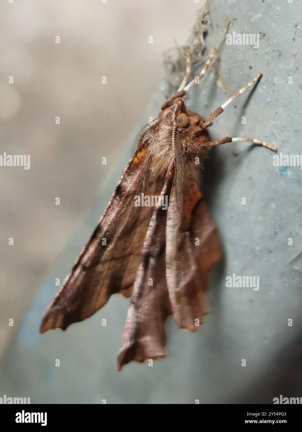 Early Thorn (Selenia dentaria) Insecta Stock Photo - Alamy