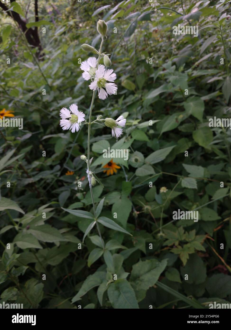 starry campion (Silene stellata) Plantae Stock Photo - Alamy