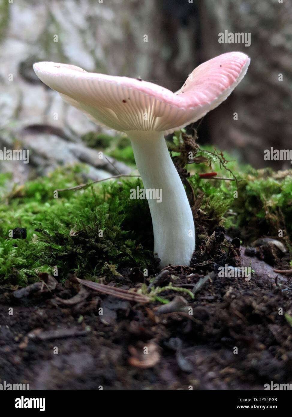 Fragile Brittlegill (Russula fragilis) Fungi Stock Photo - Alamy