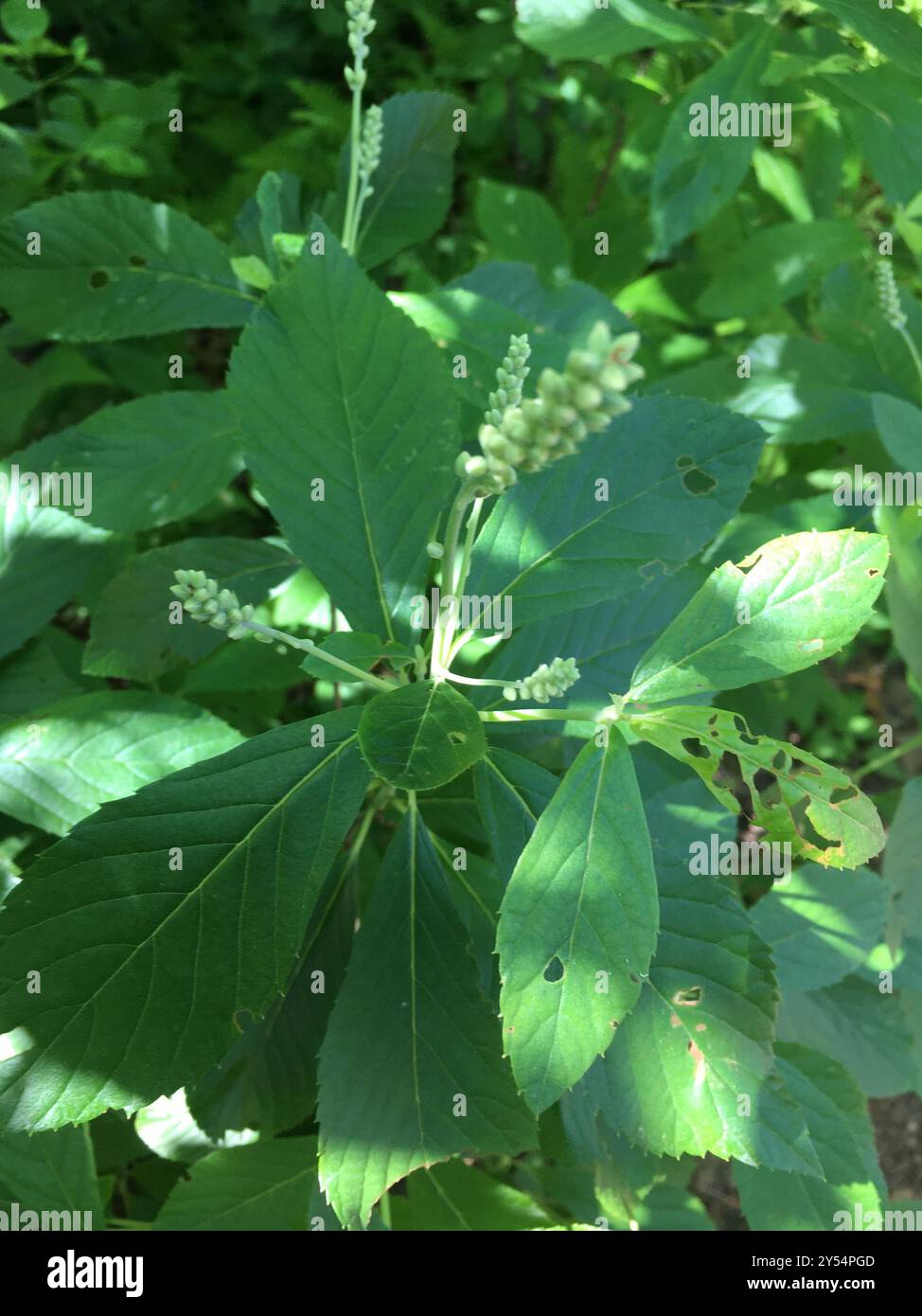 Sweet Pepperbush (Clethra alnifolia) Plantae Stock Photo - Alamy