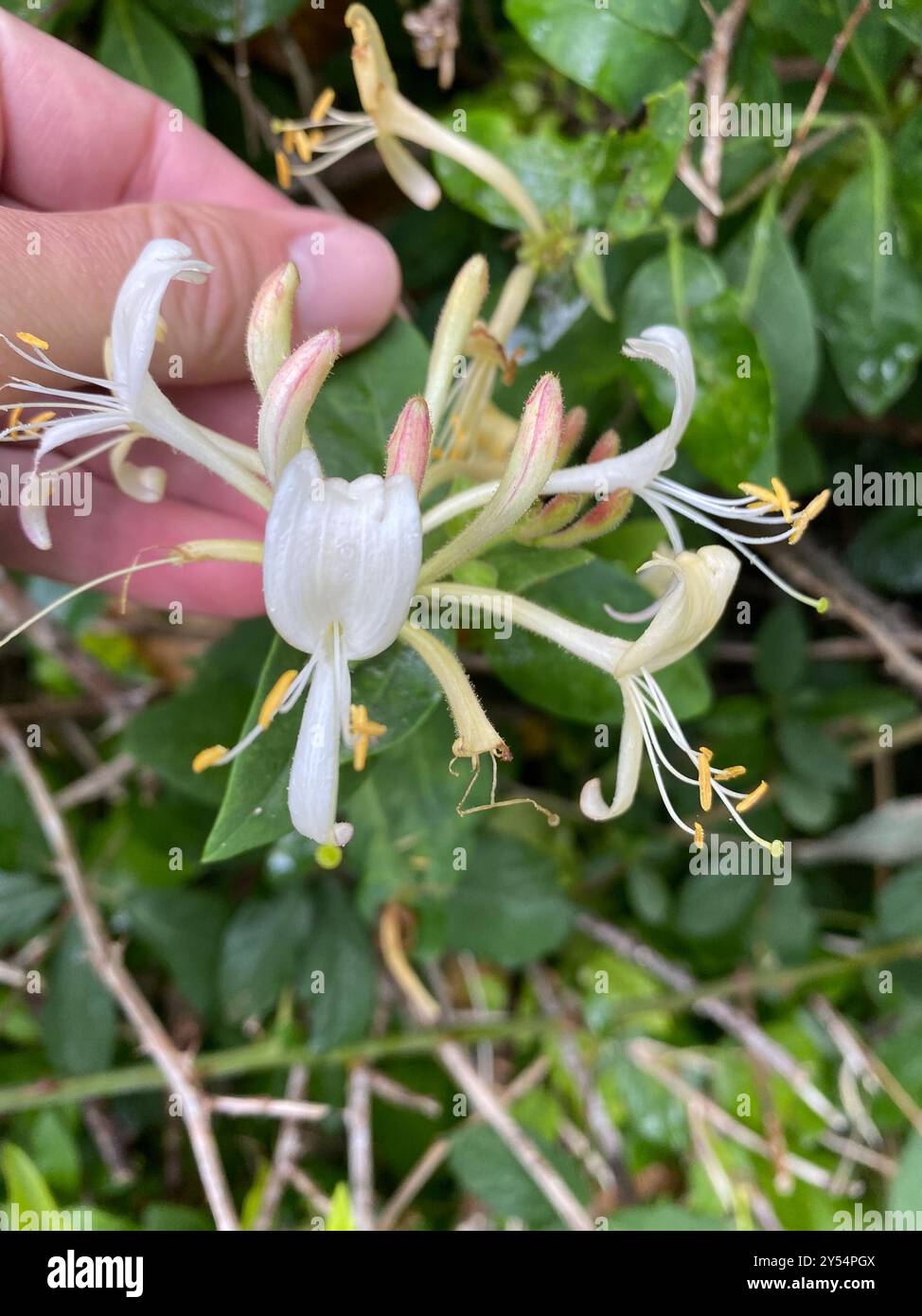 Common Honeysuckle (Lonicera periclymenum) Plantae Stock Photo - Alamy