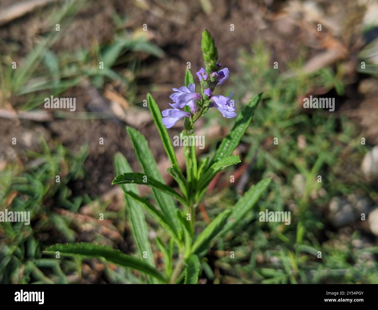Narrowleaf Vervain (Verbena simplex) Plantae Stock Photo - Alamy