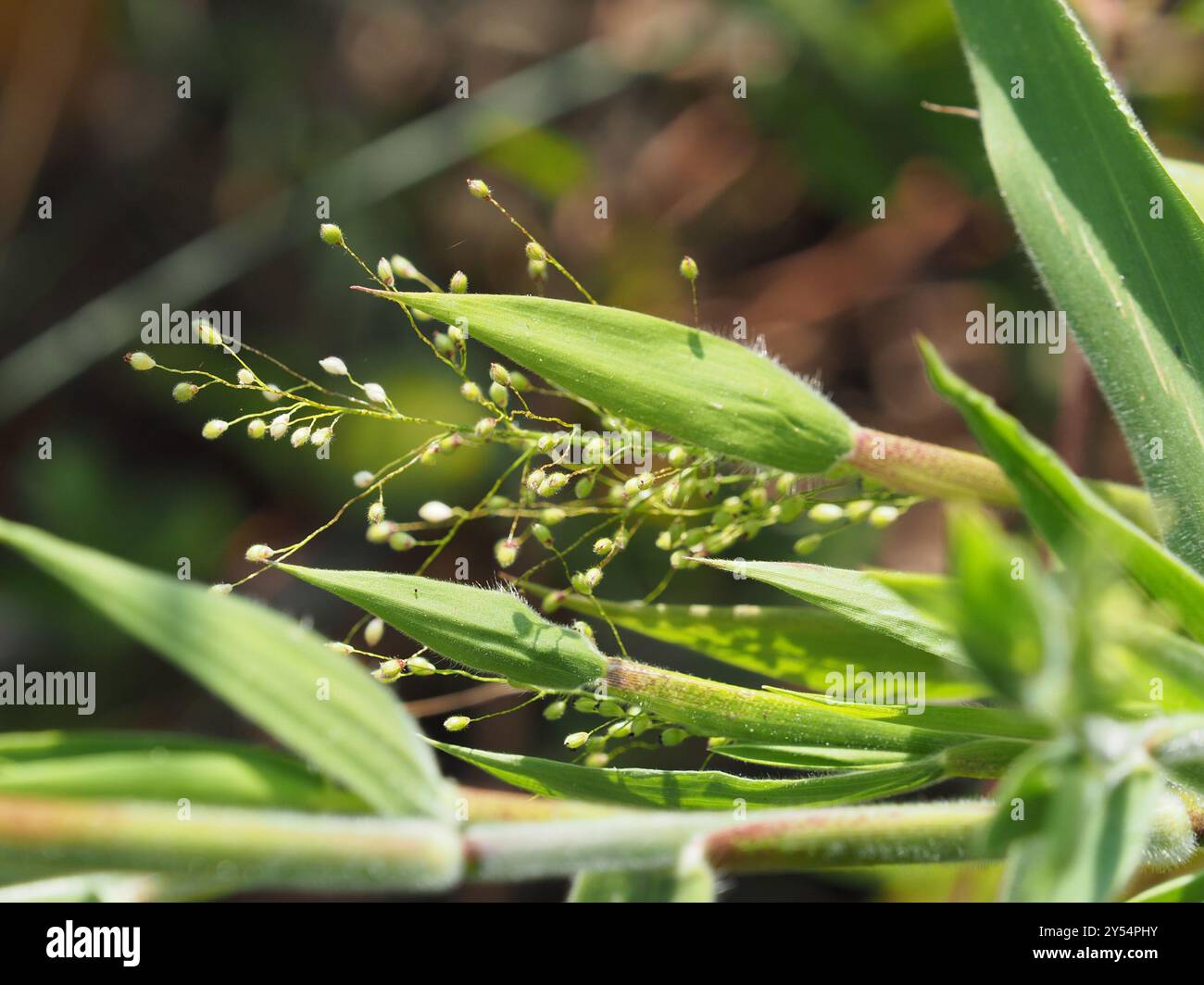 Velvet Panicum (Dichanthelium scoparium) Plantae Stock Photo - Alamy
