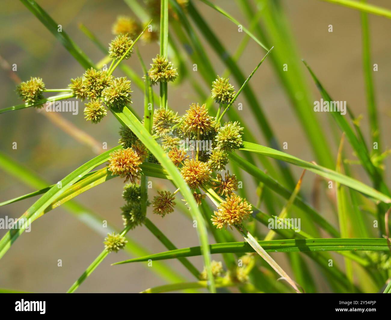 Variable Flatsedge (Cyperus difformis) Plantae Stock Photo - Alamy