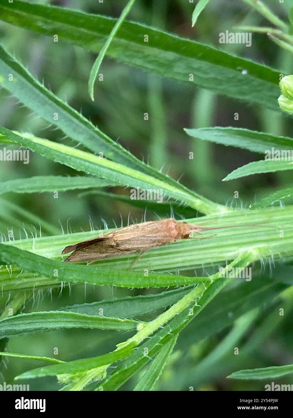 Goera hi-res stock photography and images - Alamy