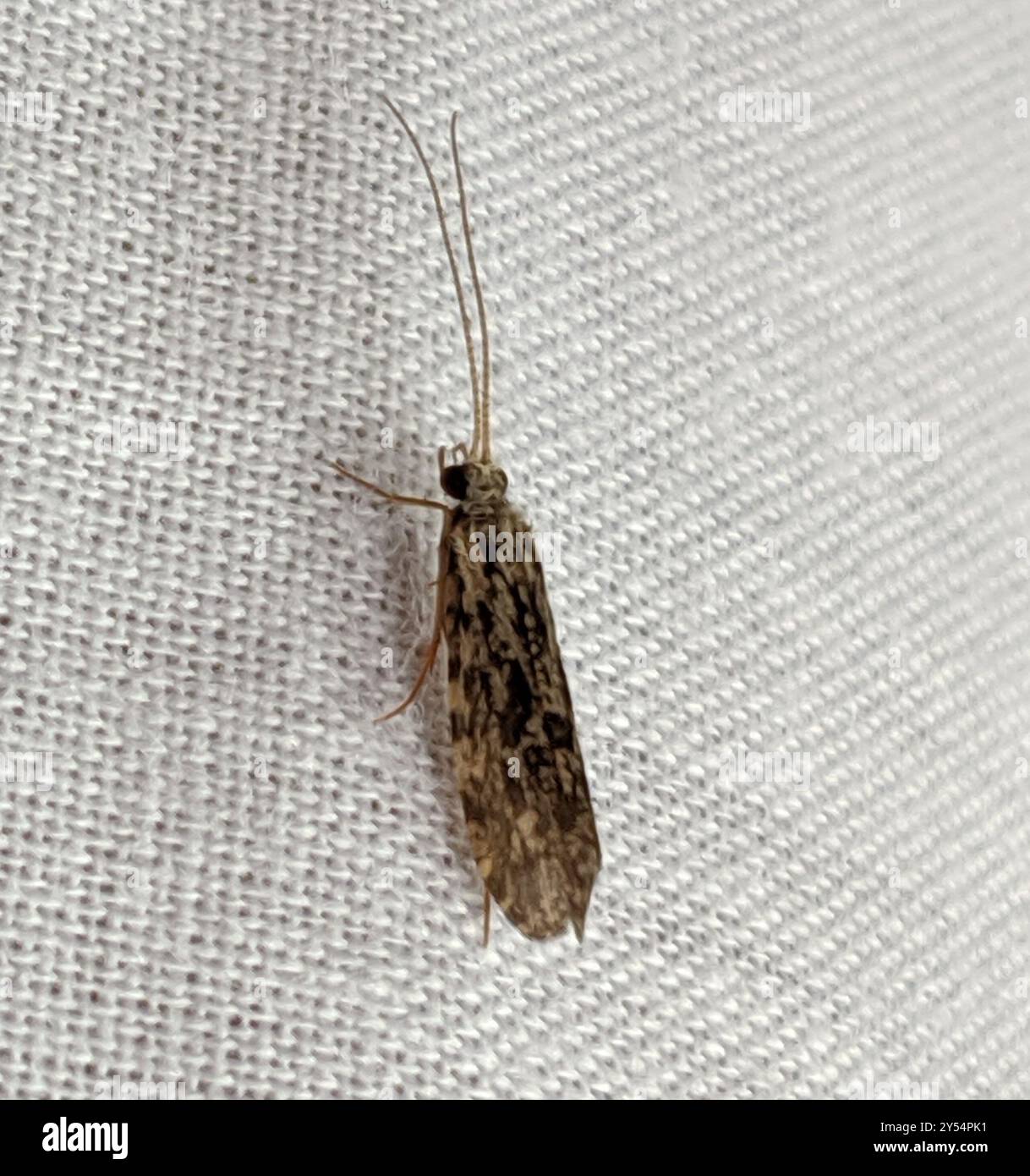 Tube Maker Caddisflies (Polycentropodidae) Insecta Stock Photo - Alamy