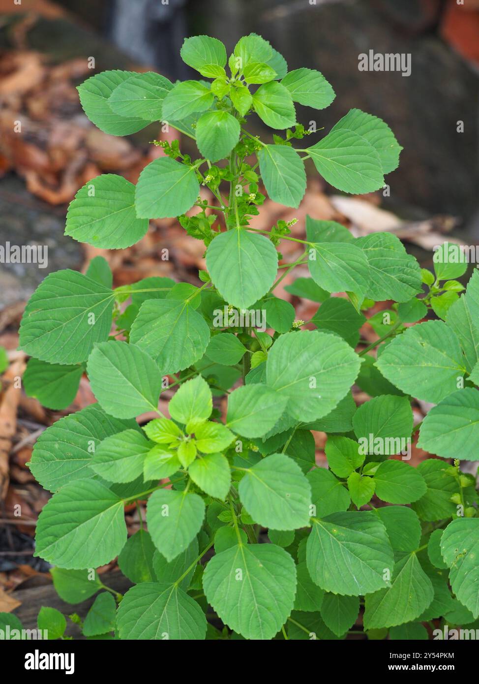 Indian Acalypha (Acalypha indica) Plantae Stock Photo - Alamy