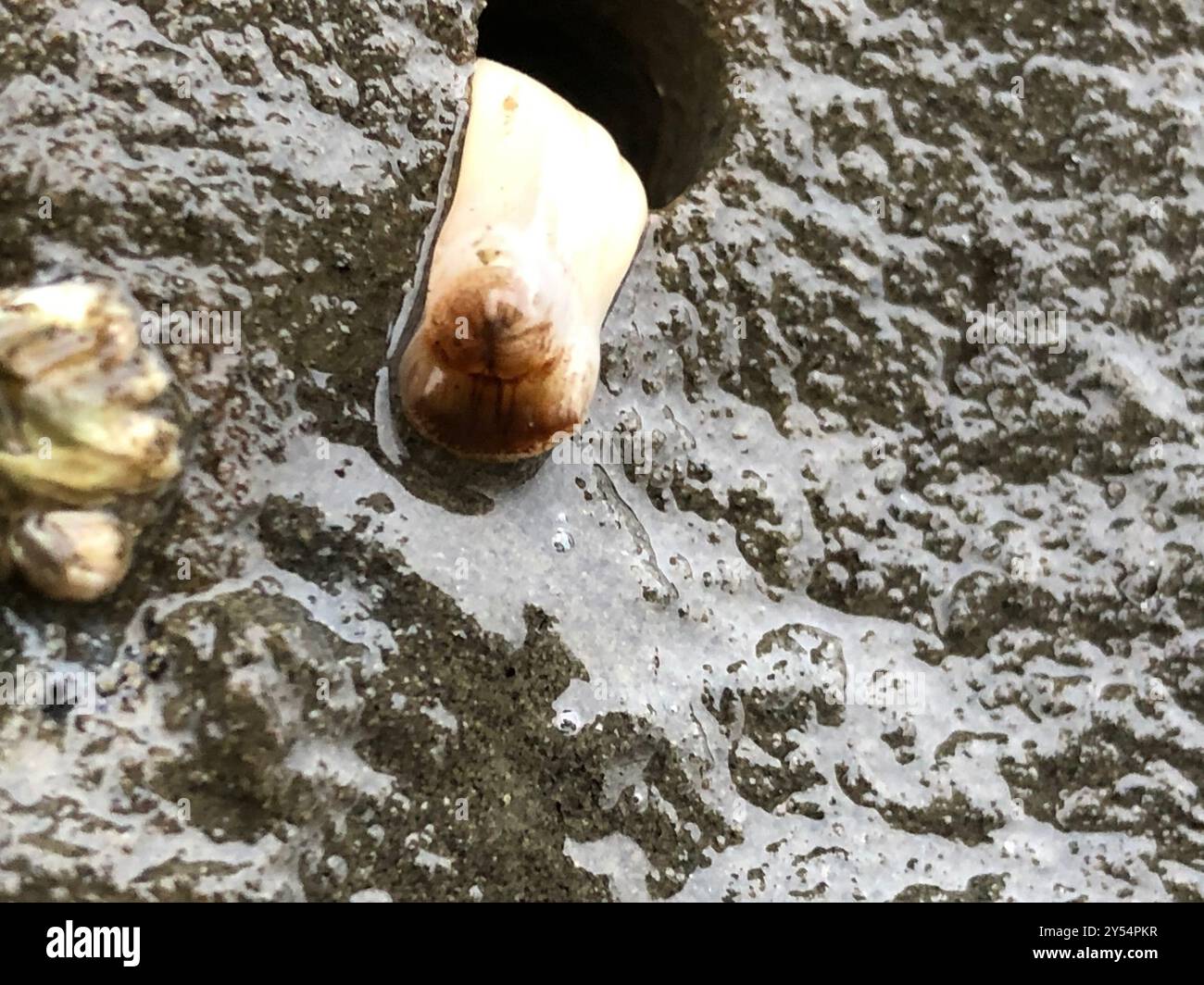 Piddocks and Angelwings (Pholadidae) Mollusca Stock Photo - Alamy