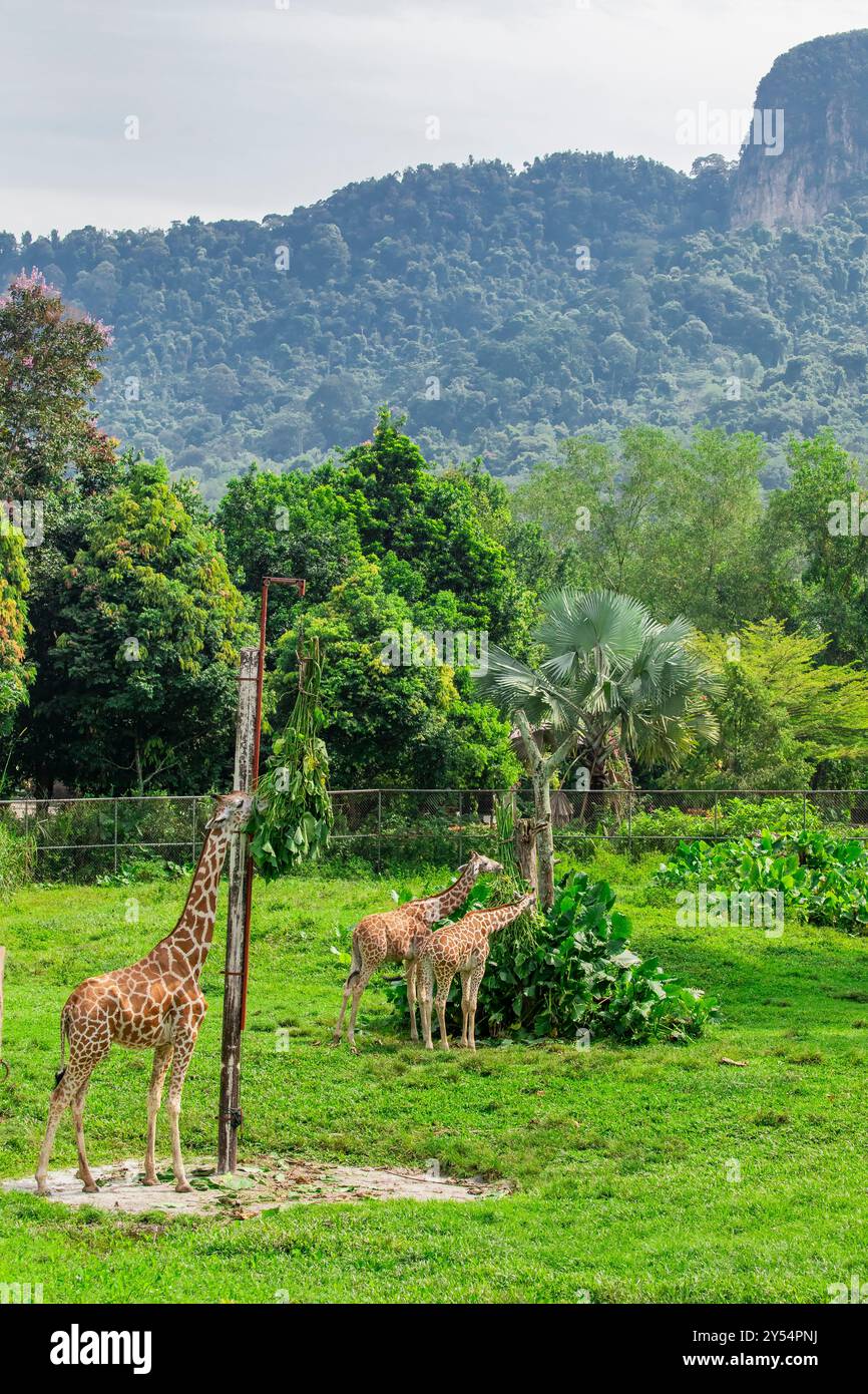 reticulated giraffe are eating leave in the Savannah Walk, the largest ...