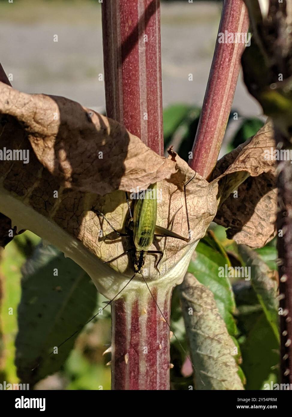 Black-horned Tree Cricket (Oecanthus nigricornis) Insecta Stock Photo ...