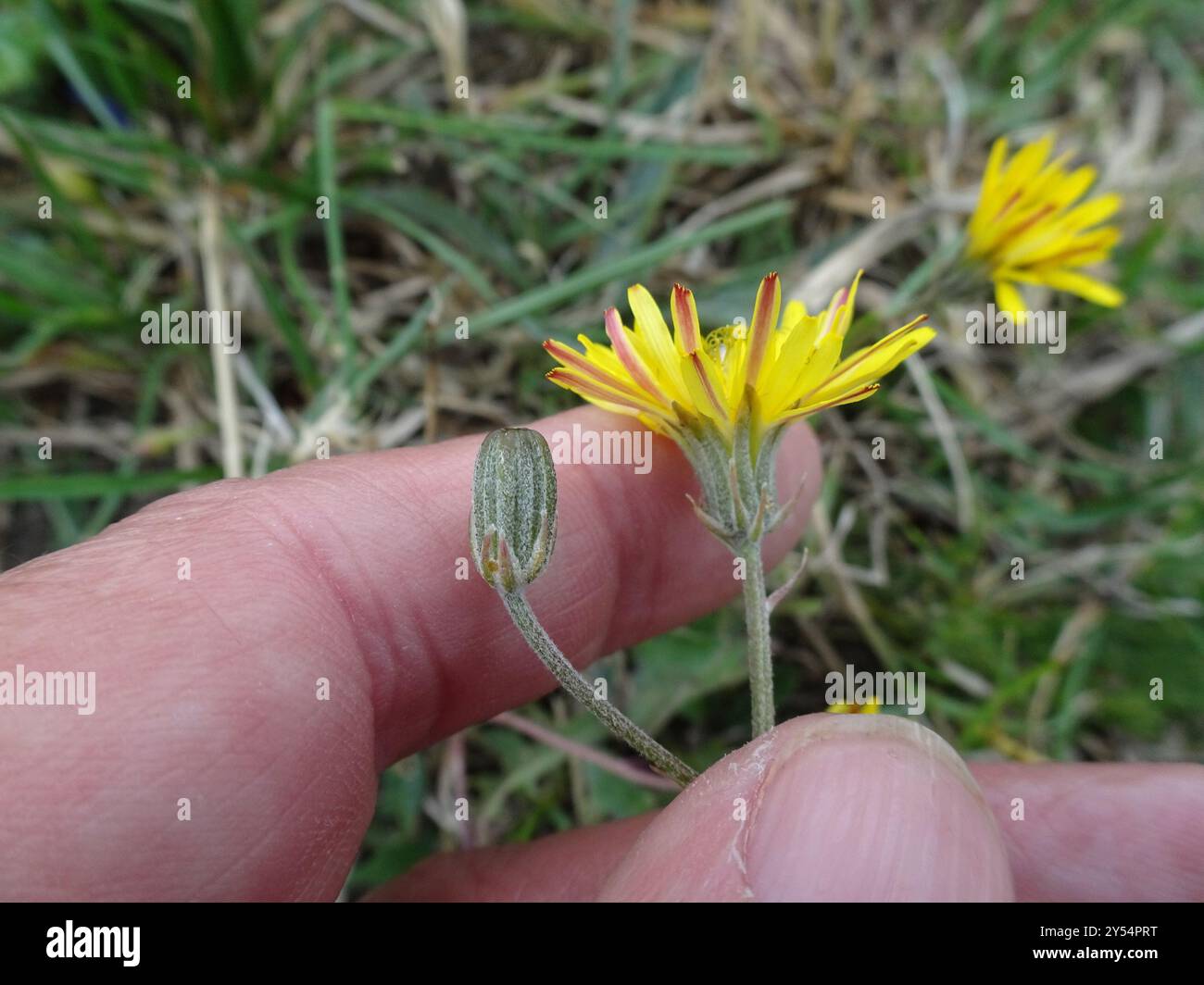 Beaked Hawksbeard (Crepis vesicaria) Plantae Stock Photo - Alamy