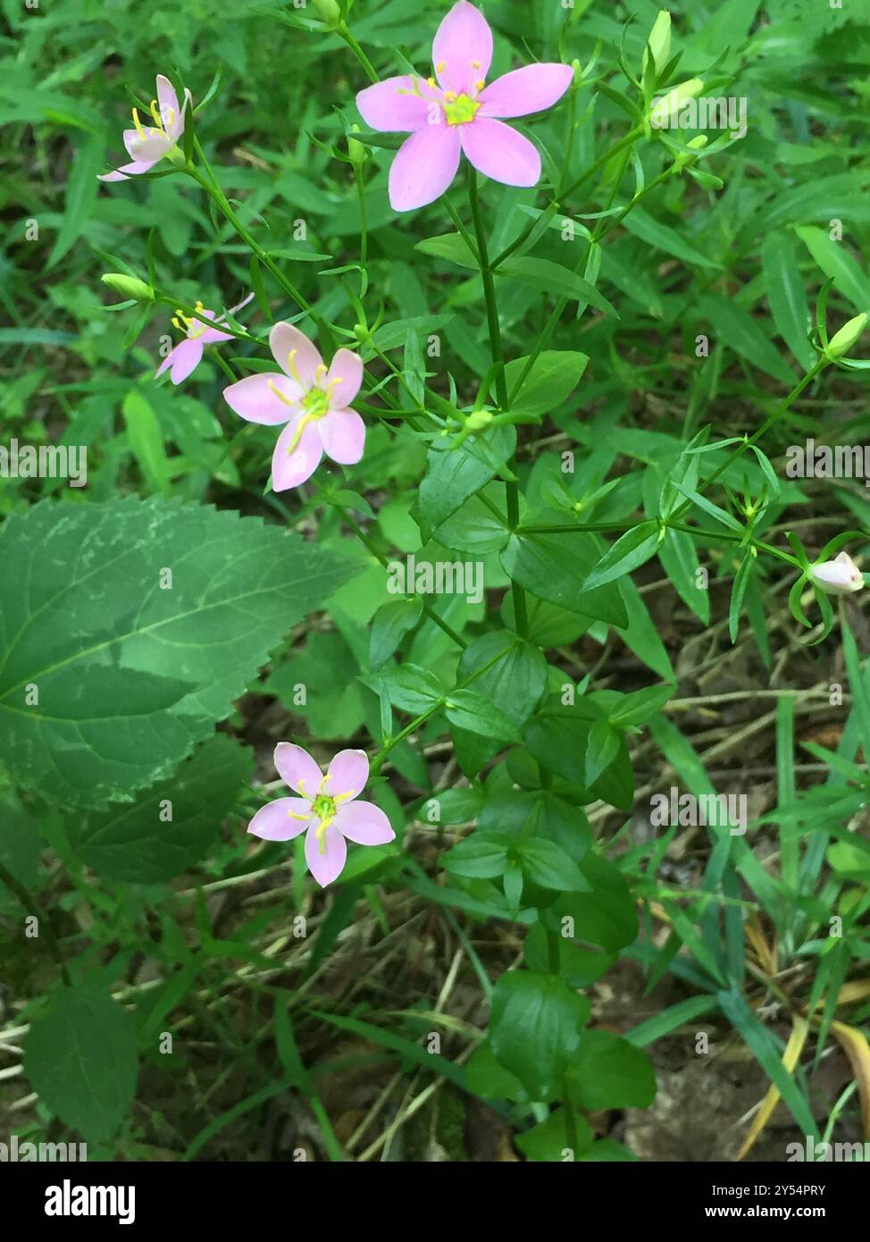 Rosepink (Sabatia angularis) Plantae Stock Photo - Alamy