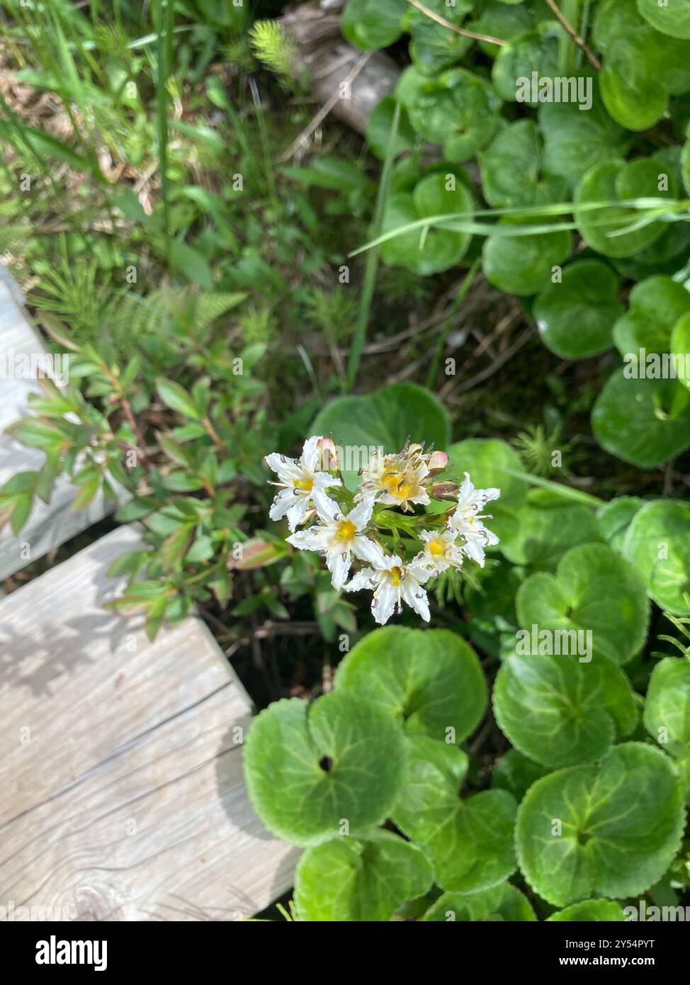 Deer-cabbage (Nephrophyllidium crista-galli) Plantae Stock Photo - Alamy