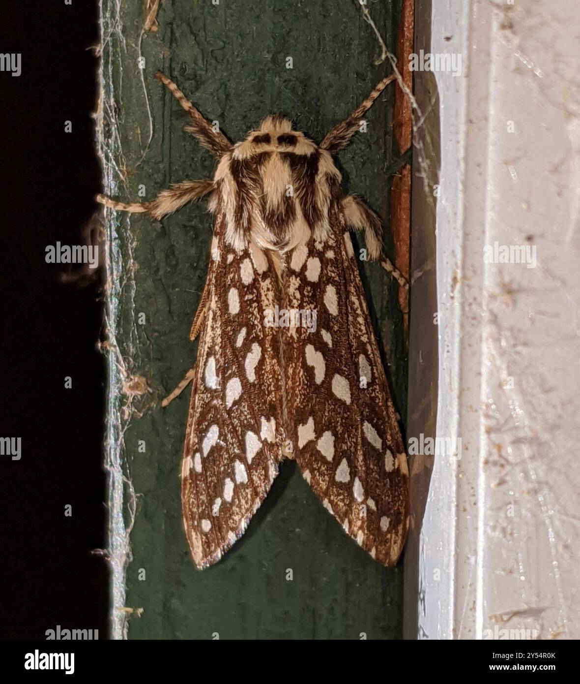 Silver-spotted Tiger Moth (Lophocampa argentata) Insecta Stock Photo ...
