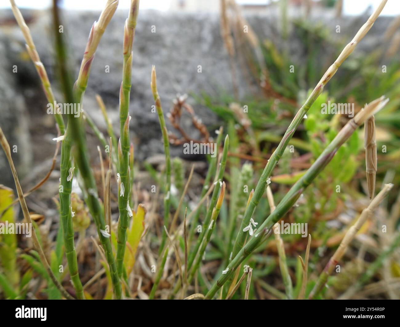 Hard-grass (Parapholis strigosa) Plantae Stock Photo - Alamy