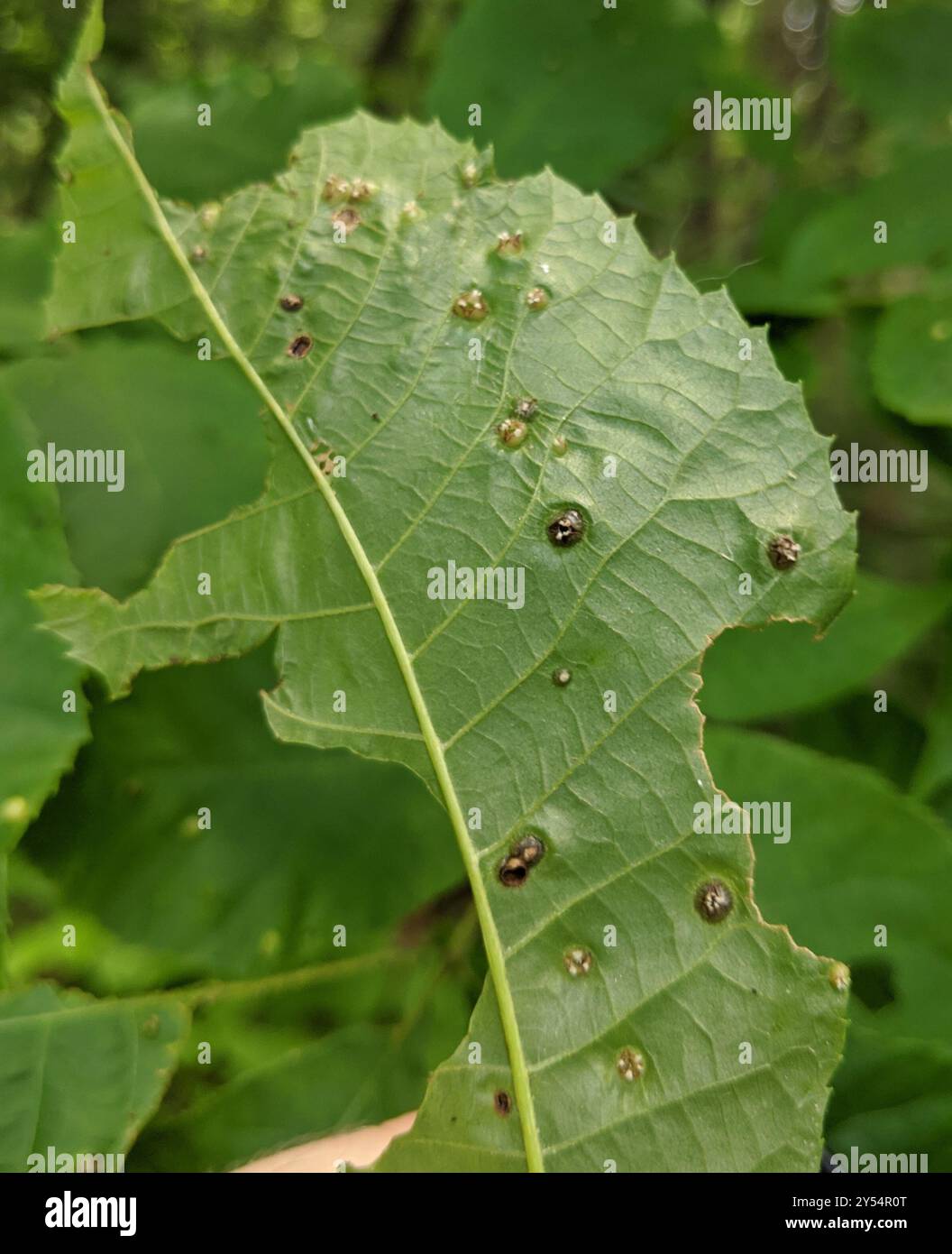 (Phylloxera caryaesemen) Insecta Stock Photo - Alamy