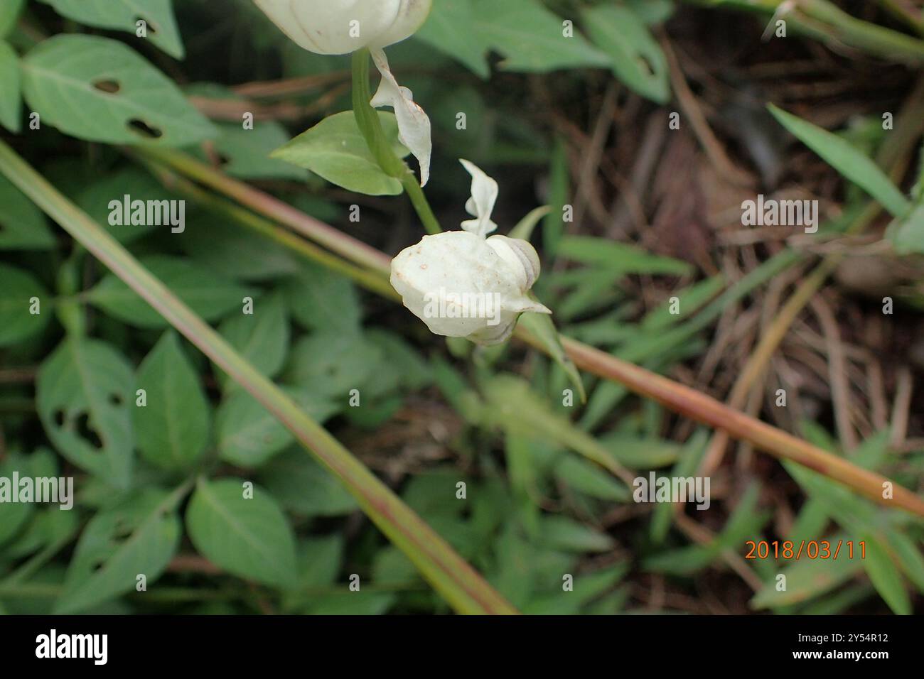 Fanny Kappie (Disperis fanniniae) Plantae Stock Photo - Alamy