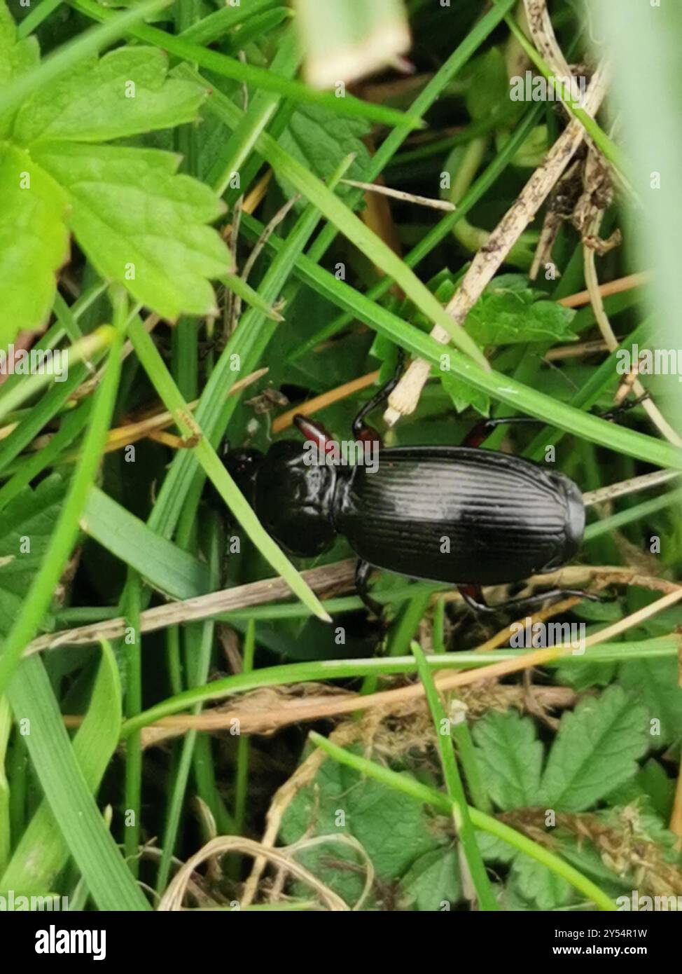 Black Clock (Pterostichus madidus) Insecta Stock Photo - Alamy