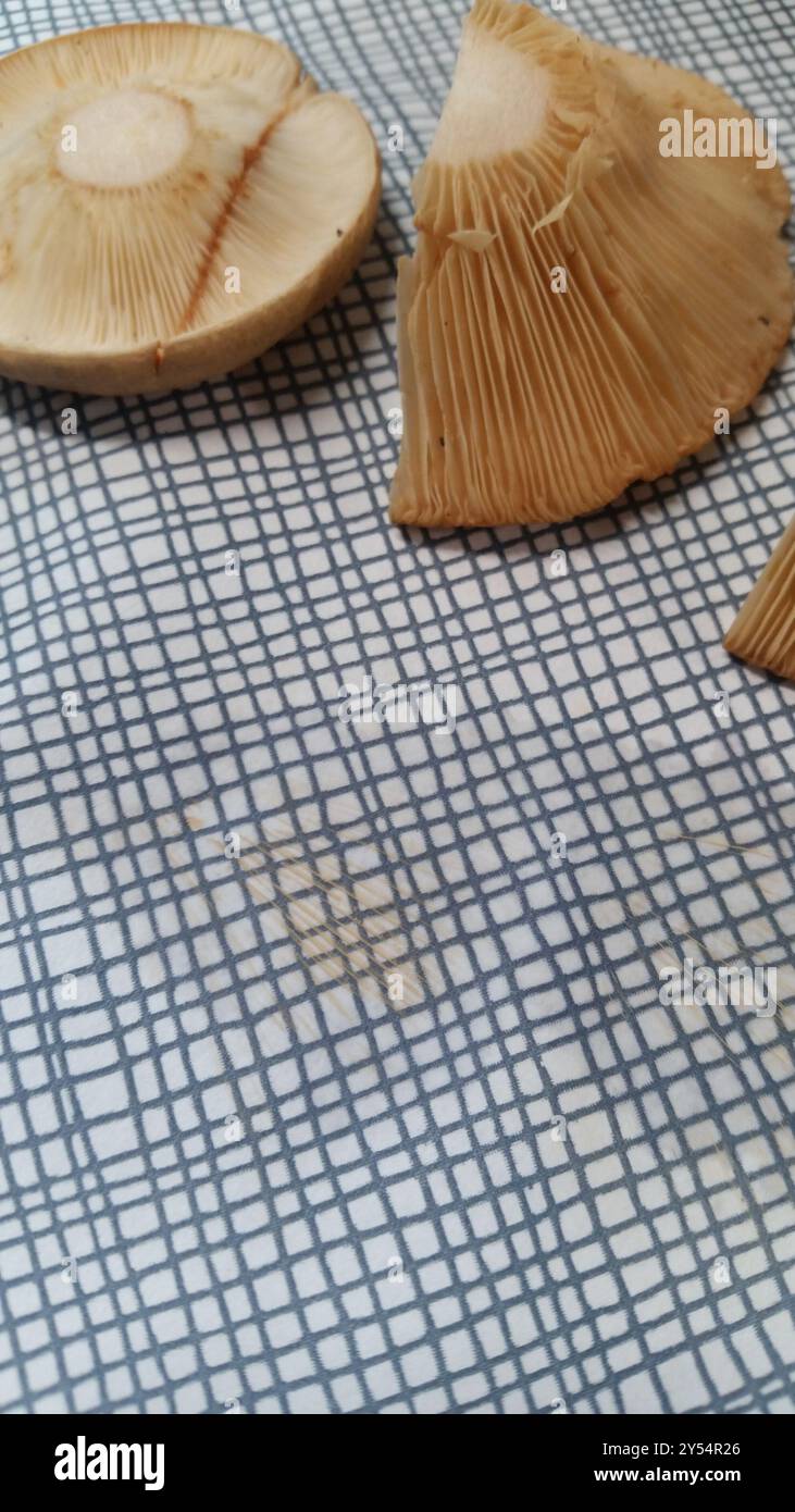 (Lactarius fumosus) Fungi Stock Photo - Alamy