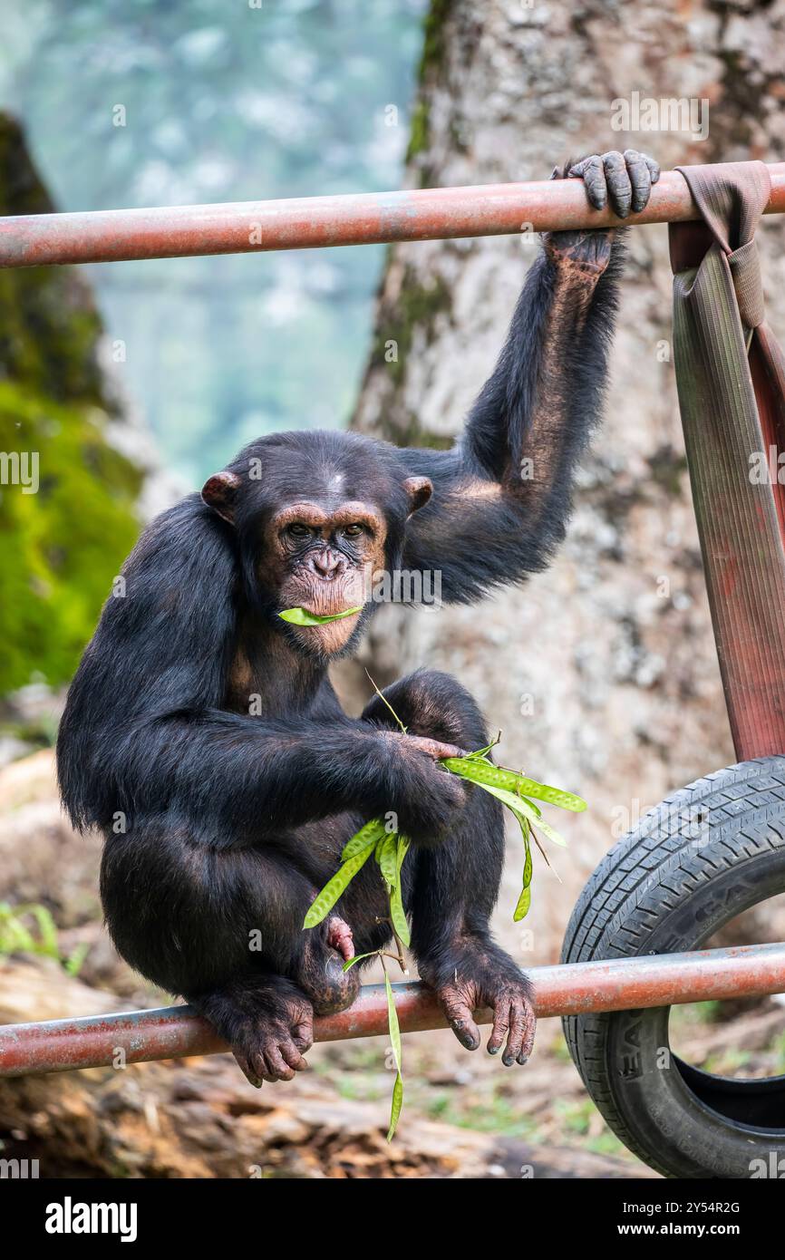 A Chimpanzee is siting and eating. The chimpanzee is a species of great ...