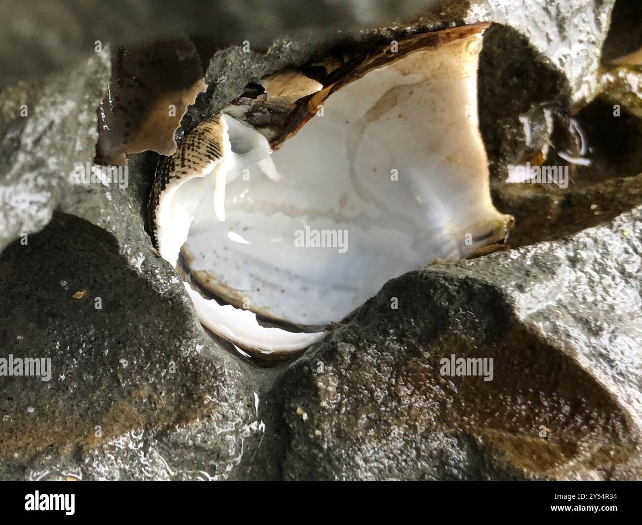 Piddocks and Angelwings (Pholadidae) Mollusca Stock Photo - Alamy