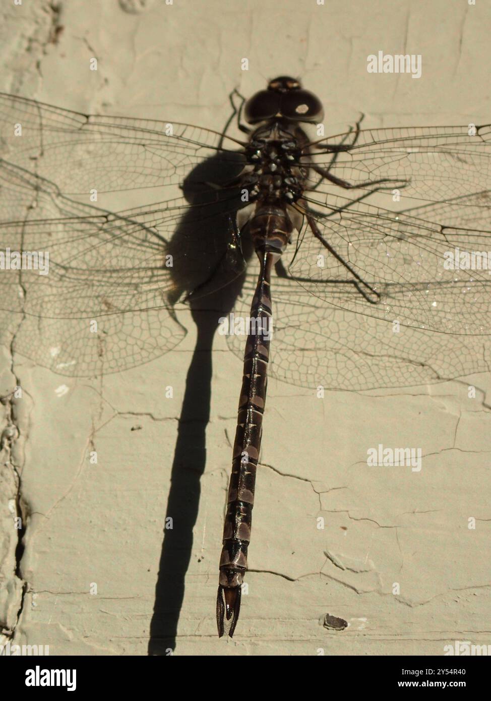 Hawkers and Typical Darners (Aeshna) Insecta Stock Photo - Alamy