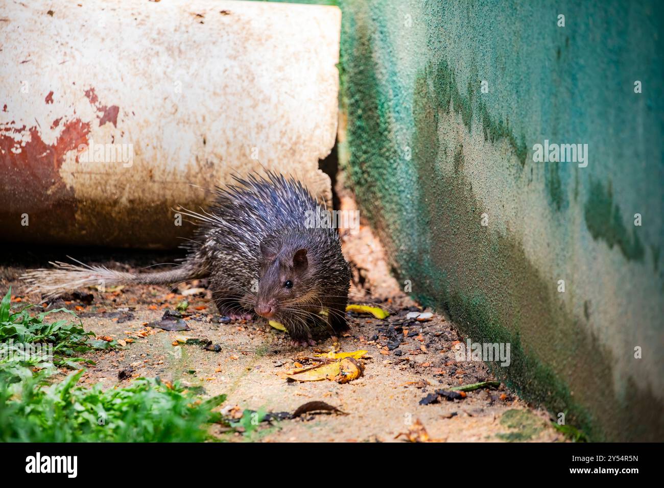 The Asiatic brush-tailed porcupine (Atherurus macrourus) is a species ...