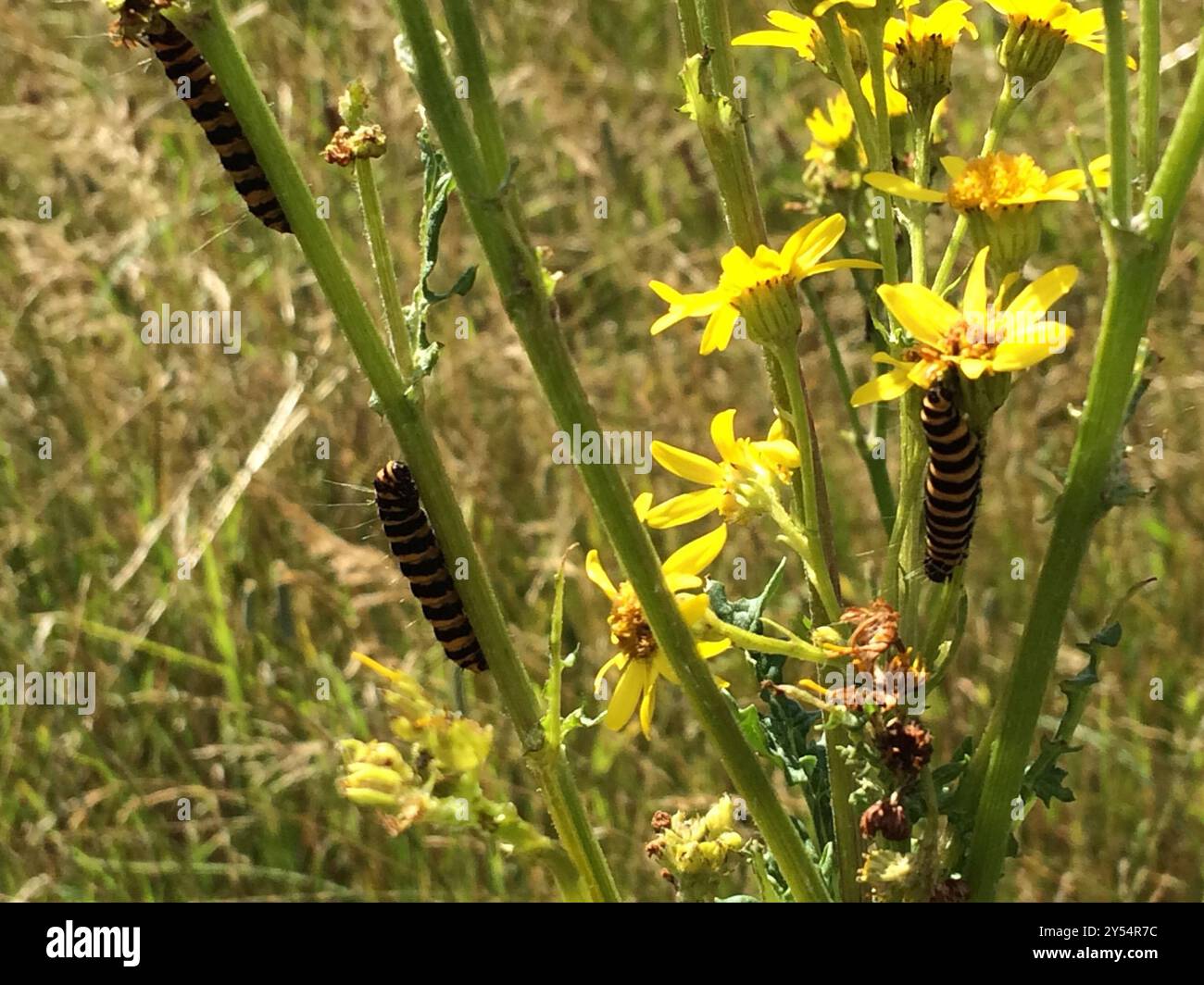 Cinnabar moth (Tyria jacobaeae) Insecta Stock Photo - Alamy