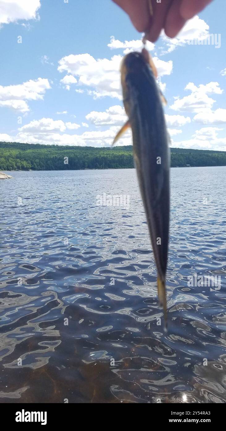 Fallfish (Semotilus corporalis) Actinopterygii Stock Photo - Alamy