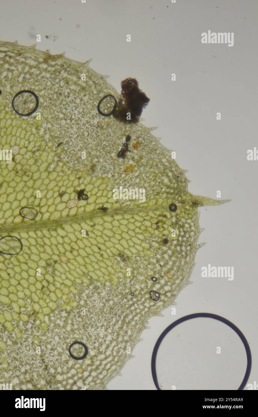 Drummond's plagiomnium moss (Plagiomnium drummondii) Plantae Stock ...