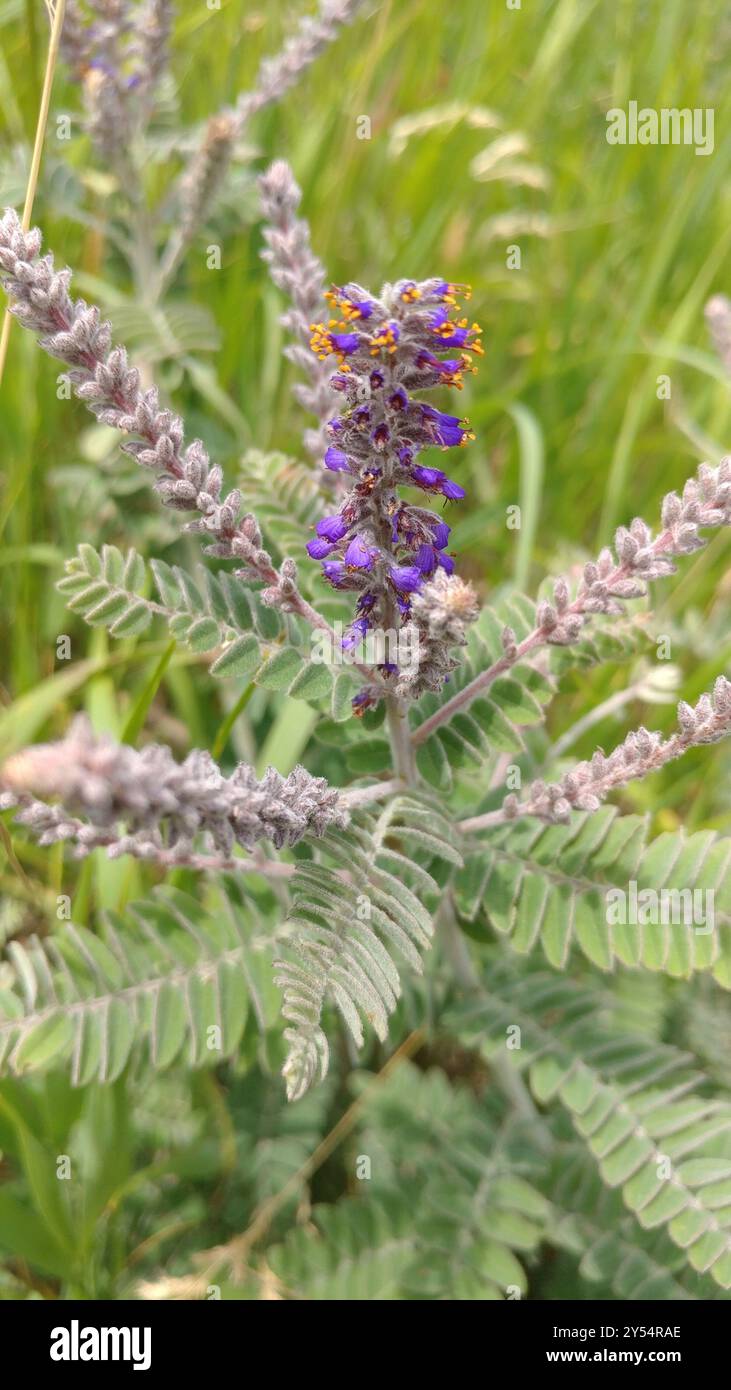 leadplant (Amorpha canescens) Plantae Stock Photo - Alamy