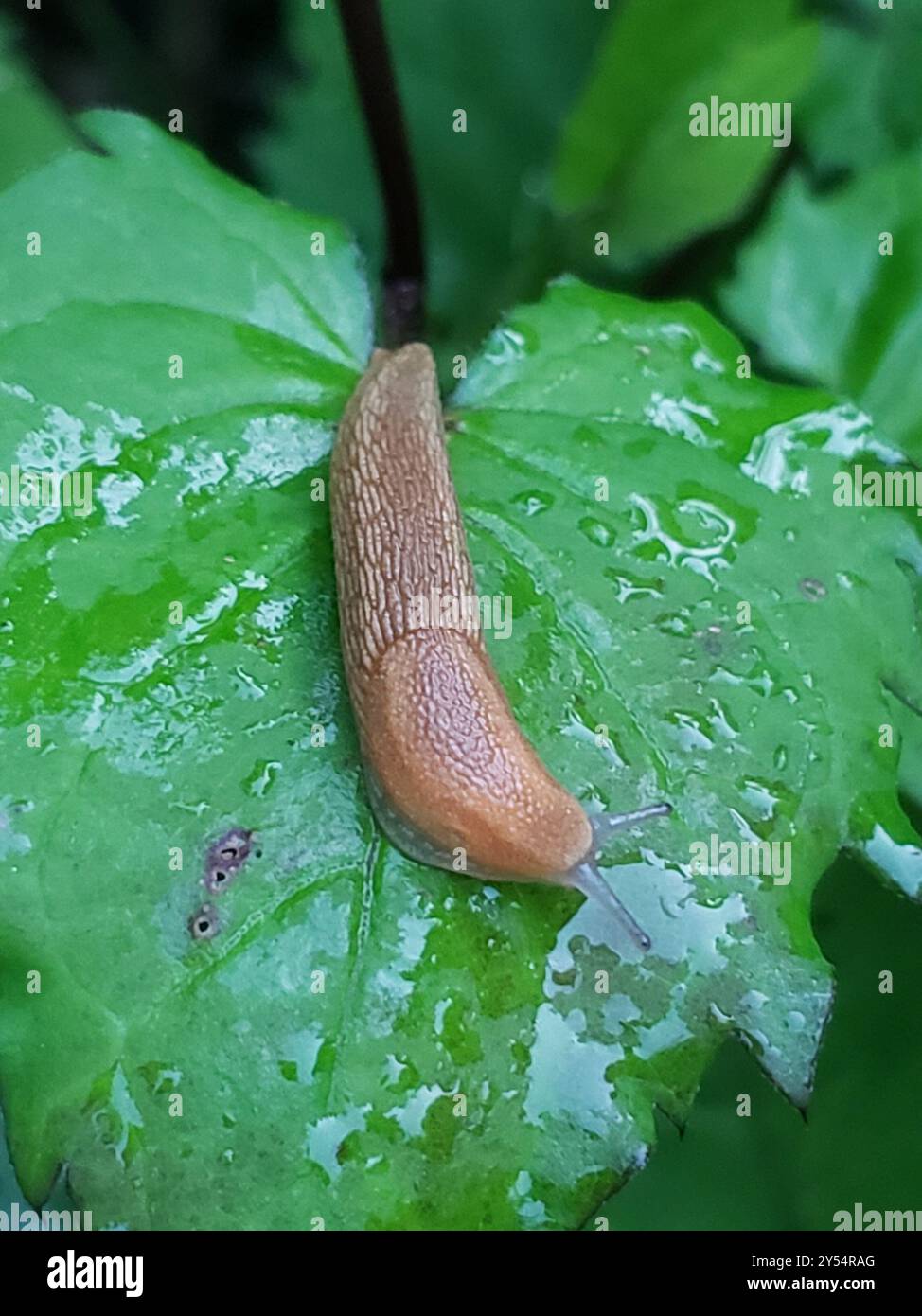 Arion Slugs (Arion) Mollusca Stock Photo - Alamy