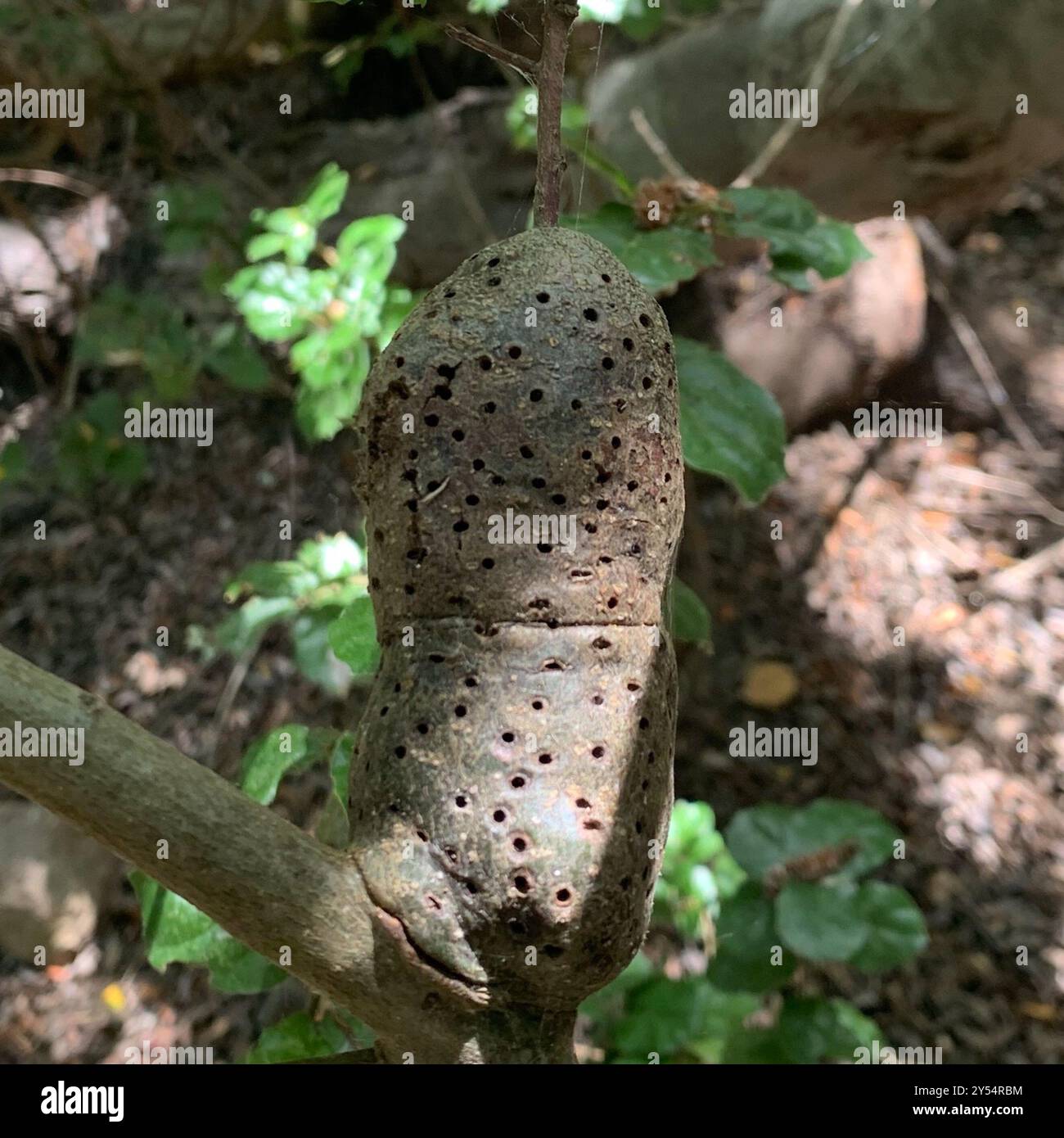 Gouty Stem Gall Wasp (Callirhytis quercussuttoni) Insecta Stock Photo ...