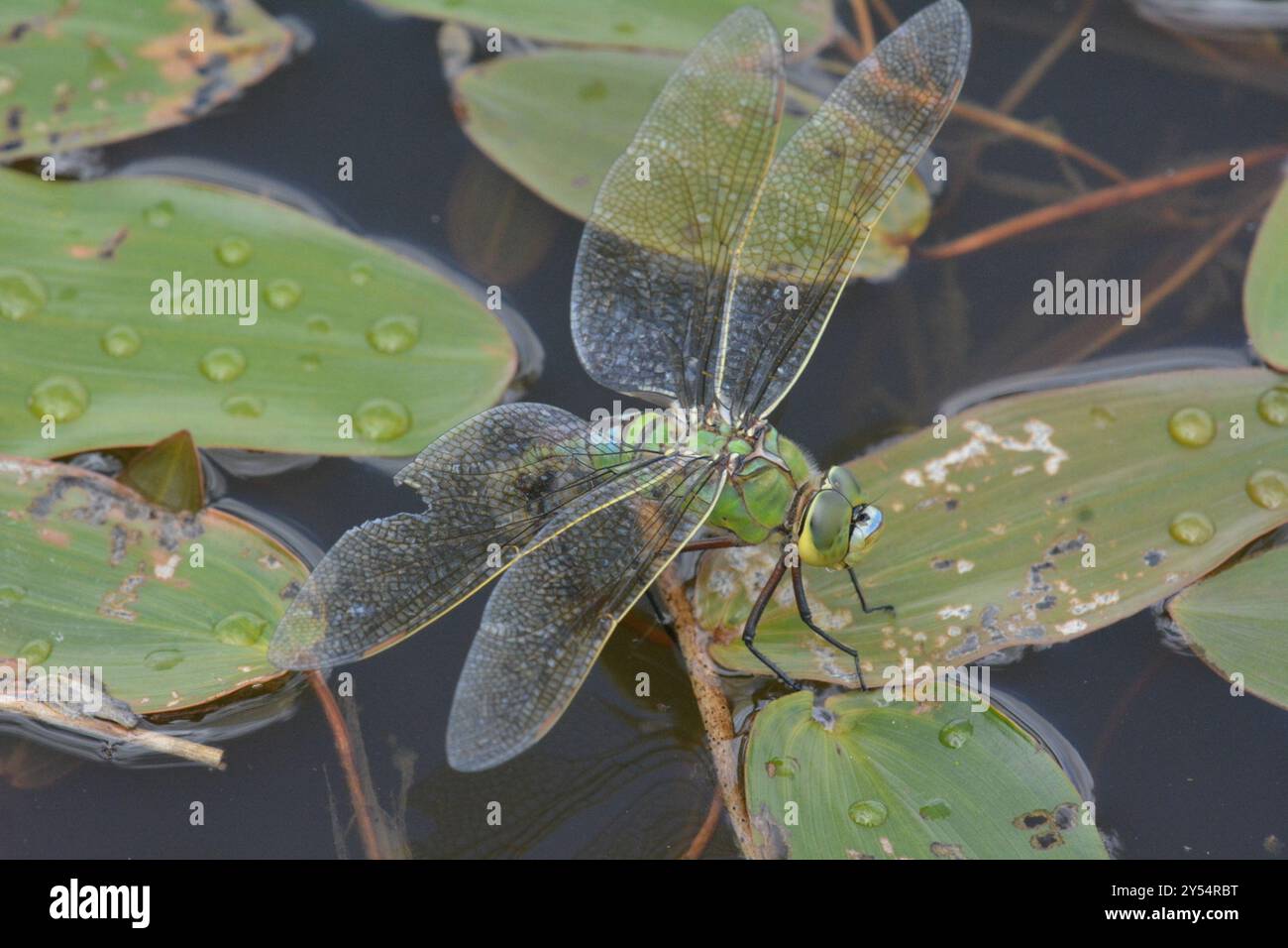 Blue Emperor (Anax imperator) Insecta Stock Photo - Alamy