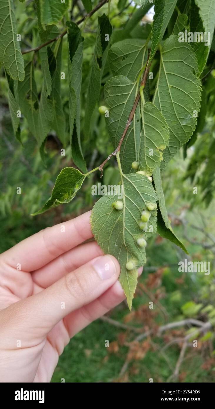 common hackberry (Celtis occidentalis) Plantae Stock Photo - Alamy