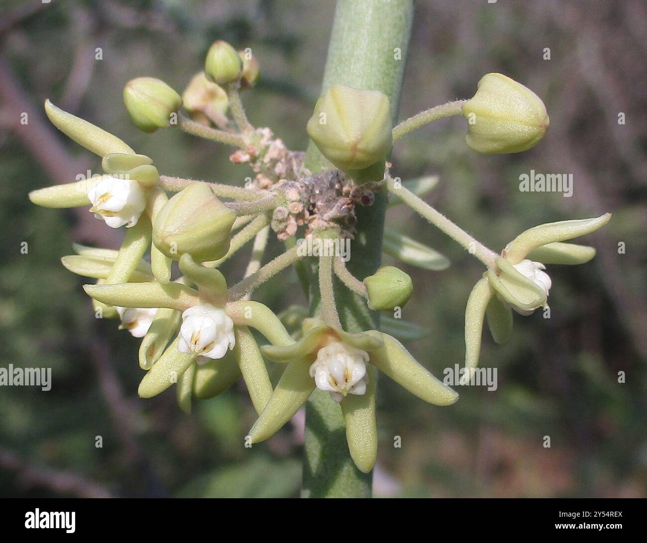 Caustic Vine (Cynanchum viminale) Plantae Stock Photo - Alamy
