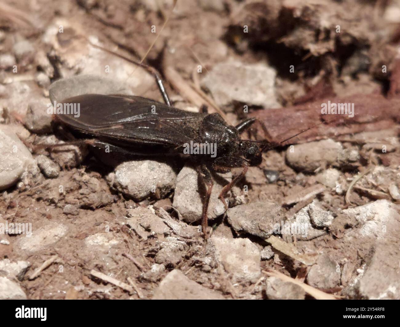 Masked Hunter (Reduvius personatus) Insecta Stock Photo - Alamy