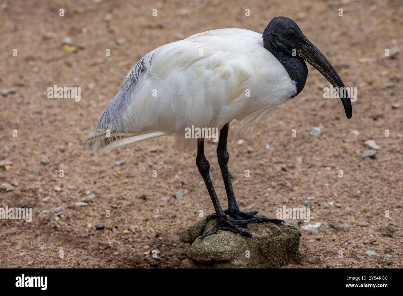 Overall white plumage hi-res stock photography and images - Alamy