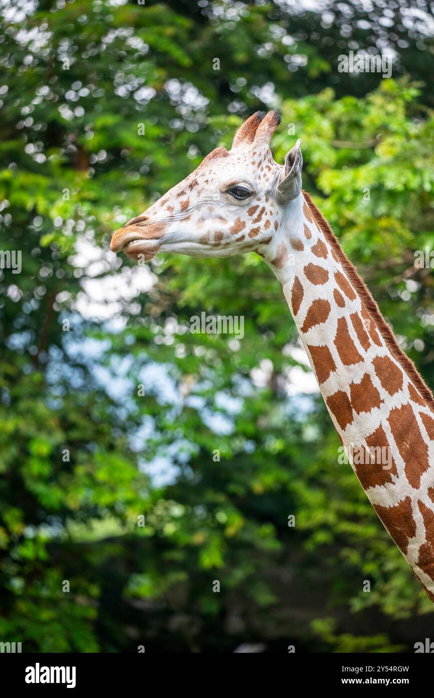 the closeup image of reticulated giraffe. A tall African hoofed mammal ...
