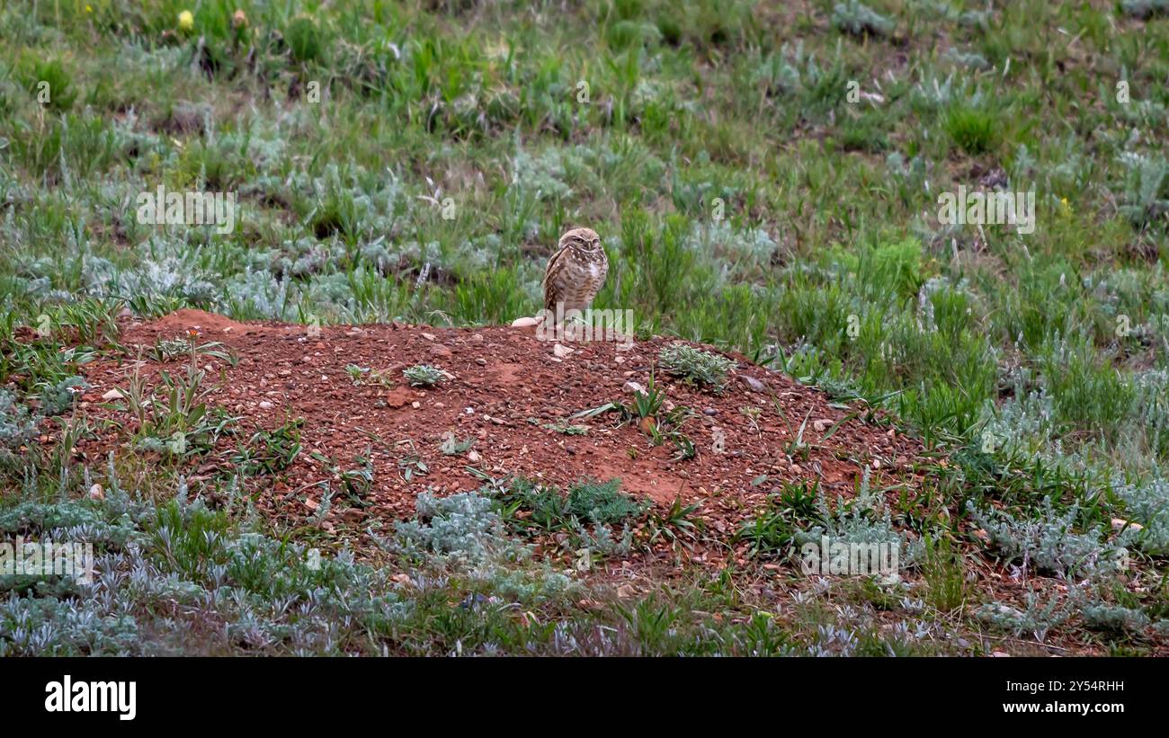 Burrowing Owl at burrow, in Custer State Park, near Custer, South ...