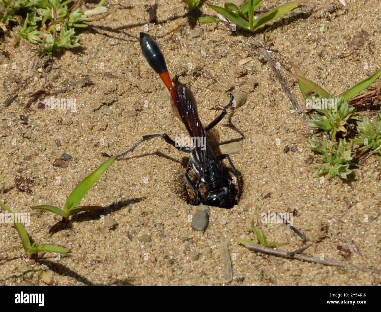 Common Thread-waisted Wasp (Ammophila procera) Insecta Stock Photo - Alamy