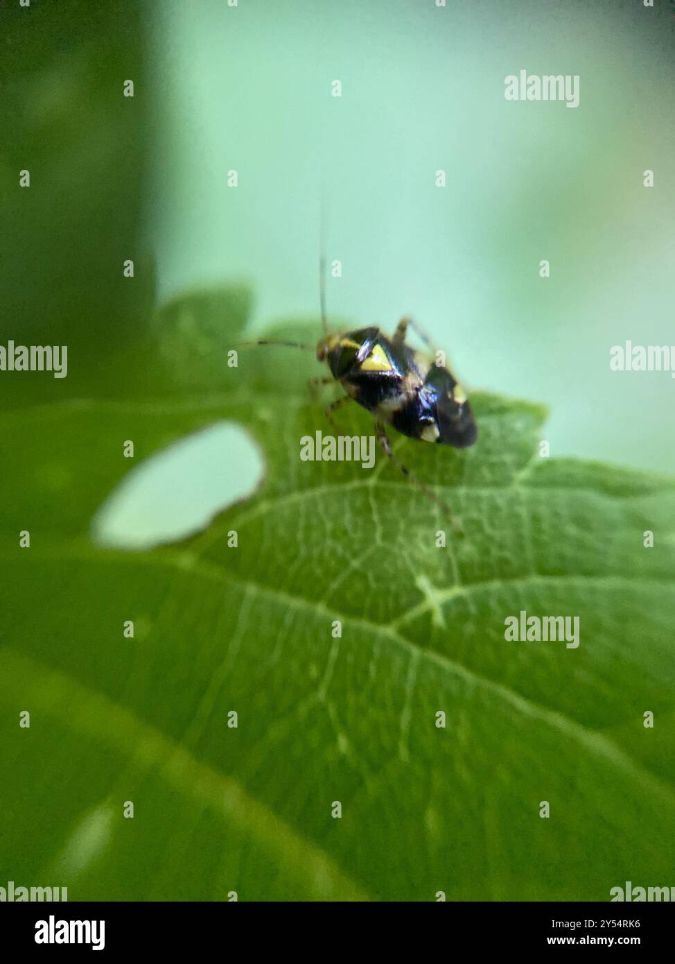 Three Spotted Nettle Bug (Liocoris tripustulatus) Insecta Stock Photo ...