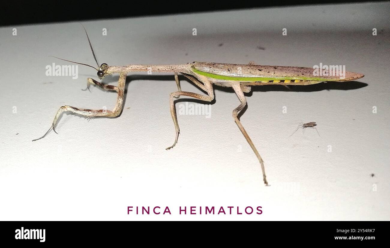 (Pseudovates brasiliensis) Insecta Stock Photo - Alamy