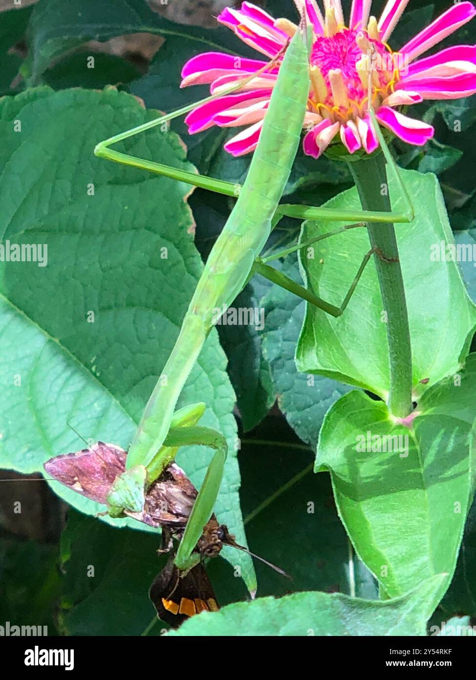 Chinese Mantis (Tenodera sinensis) Insecta Stock Photo - Alamy