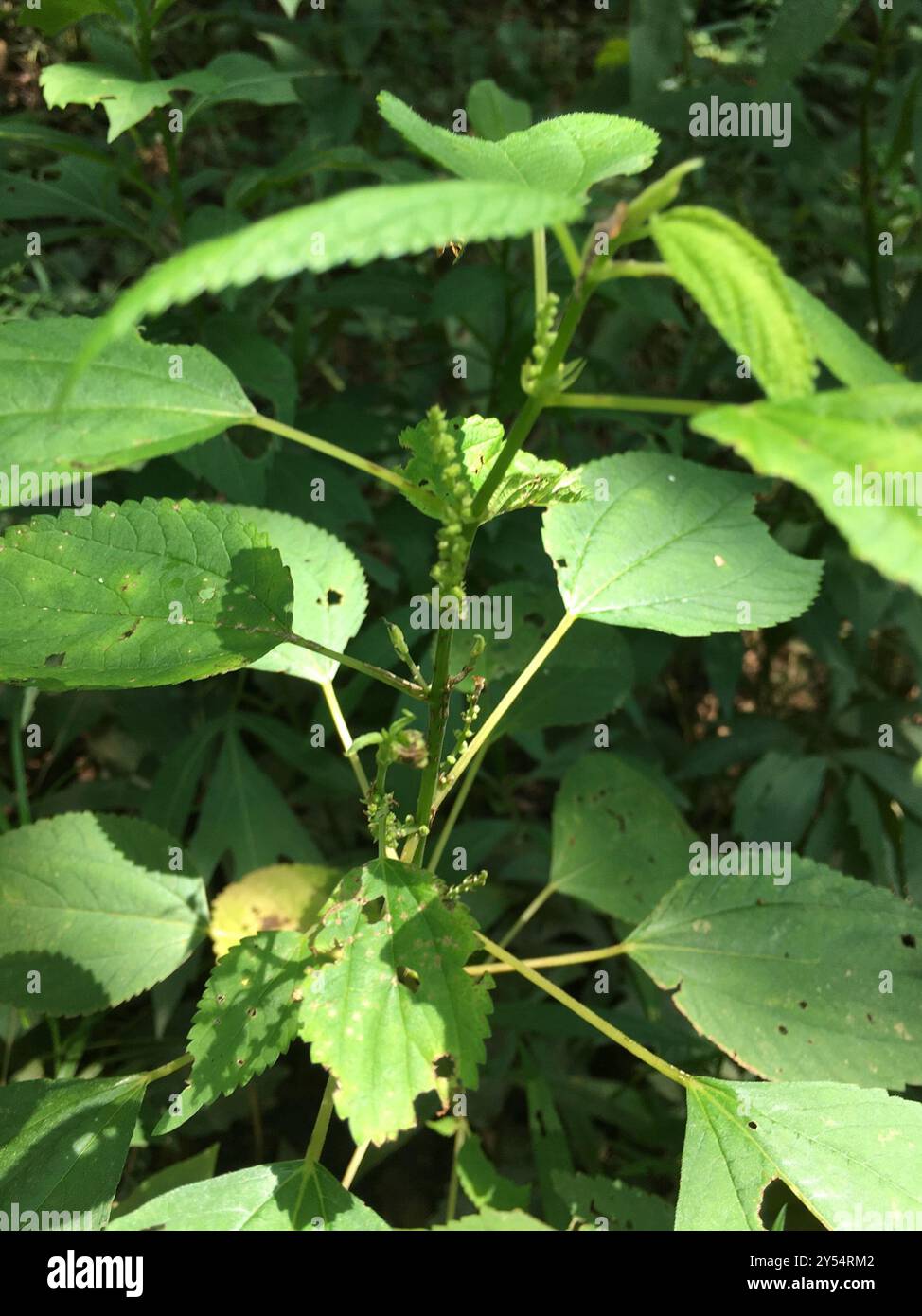 false nettle (Boehmeria cylindrica) Plantae Stock Photo - Alamy