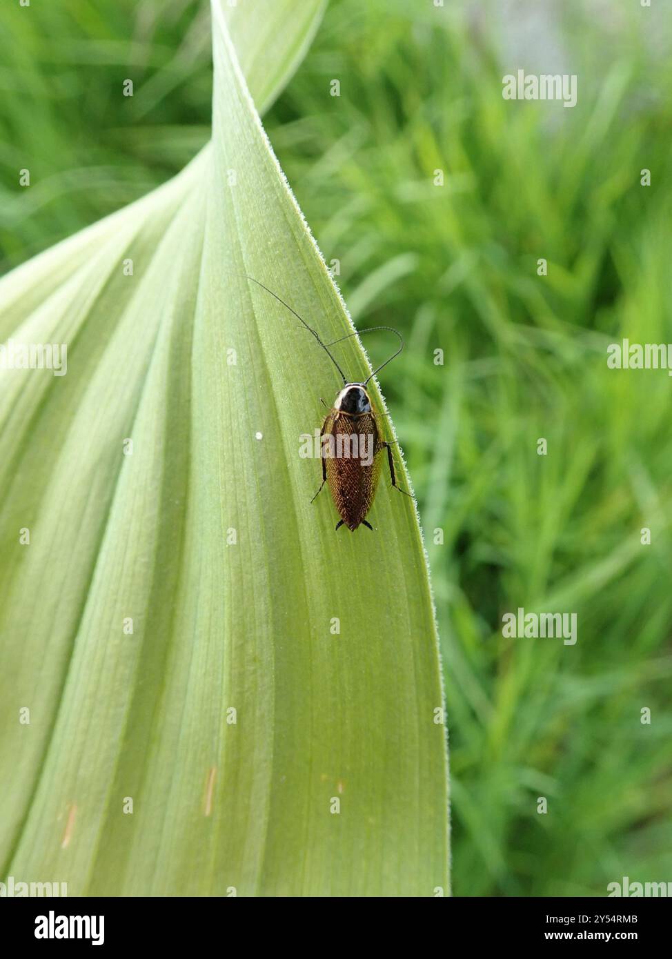 Forest Cockroach (Ectobius sylvestris) Insecta Stock Photo - Alamy