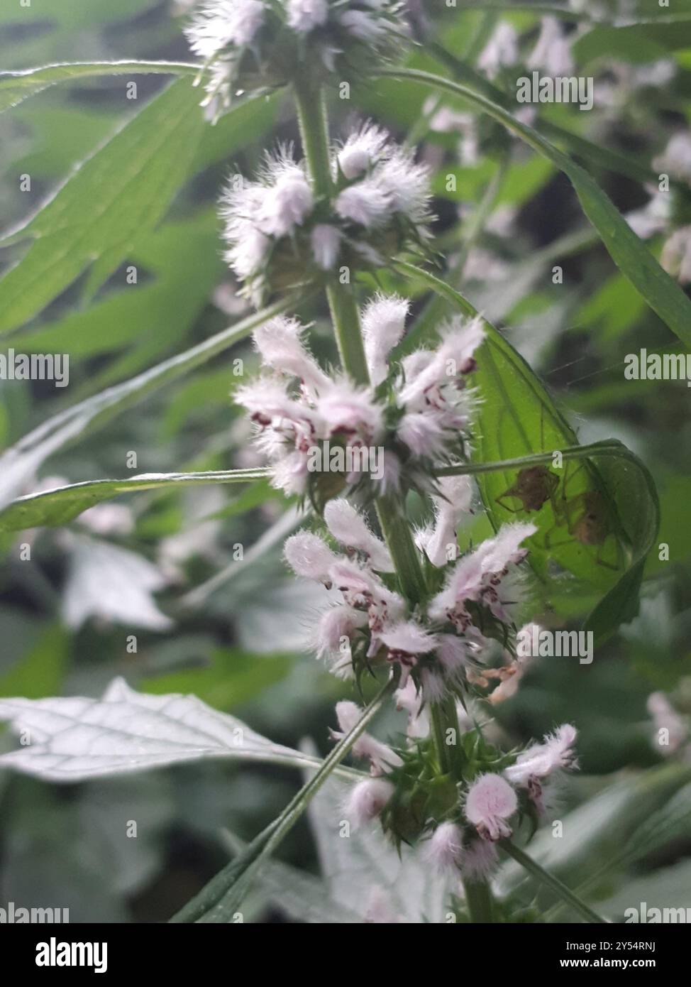 common motherwort (Leonurus cardiaca) Plantae Stock Photo - Alamy
